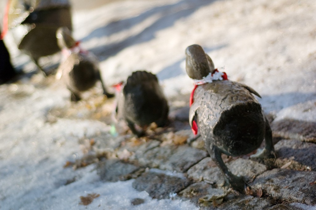 make way for ducklings in boston common | House and Hammer